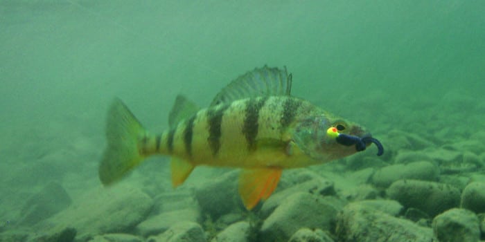 Perch Fishing 101: How To Catch Yellow Perch - The Wild Provides