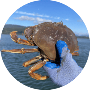 How To Go Crabbing On The Oregon Coast: The Ultimate Guide - The Wild ...