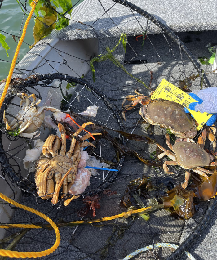 How To Go Crabbing On The Oregon Coast: The Ultimate Guide - The Wild Provides